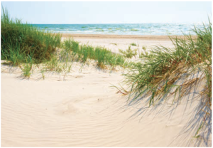 Defoliate Dunes? » Fire Island News & Great South Bay News