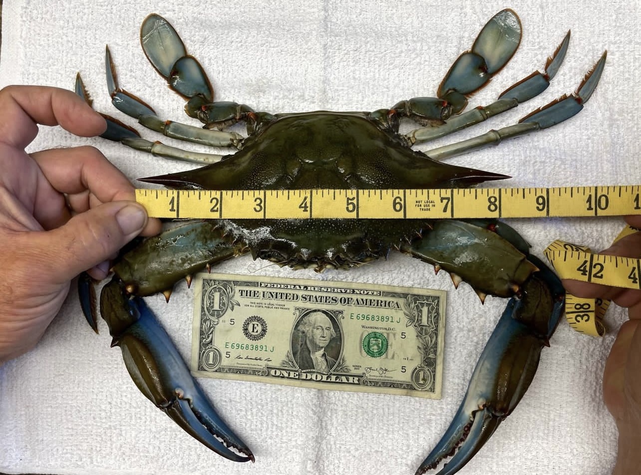 Long Islander Breaks Blue Crab State Record » Fire Island News & Great ...