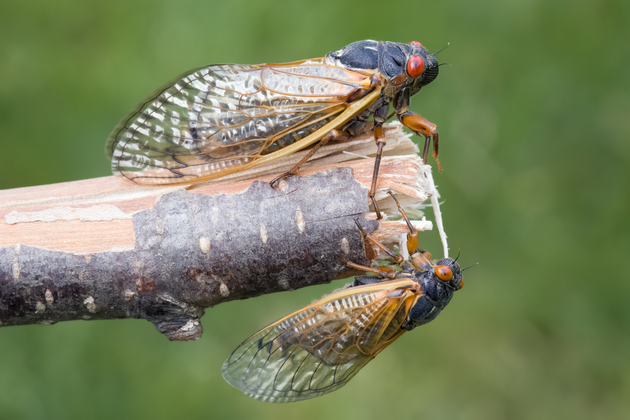 Brood XIV Cicadas Emerge on Long Island Despite Population Questions