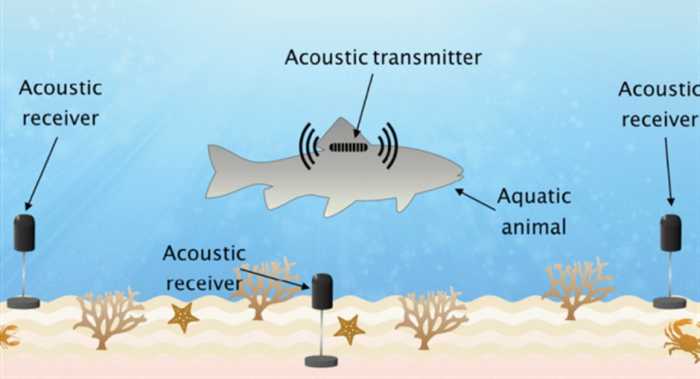 Acoustic Telemetry Explores Beneath the Surface » Fire Island News ...